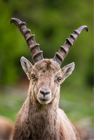 PALESTINE WILDLIFE SOCIETY