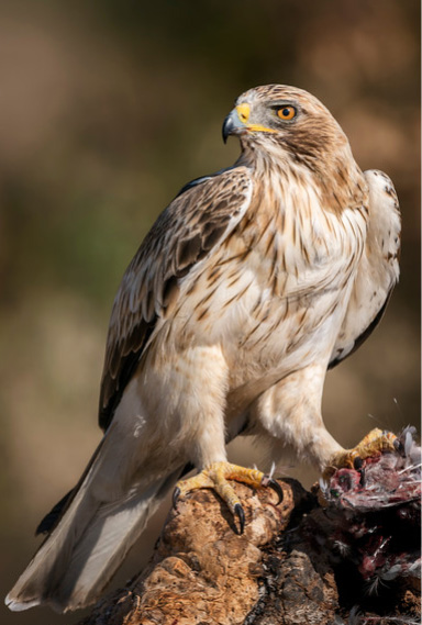 PALESTINE WILDLIFE SOCIETY
